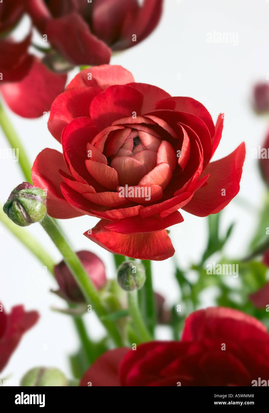 Group of red Ranunculus shot on white background Stock Photo - Alamy