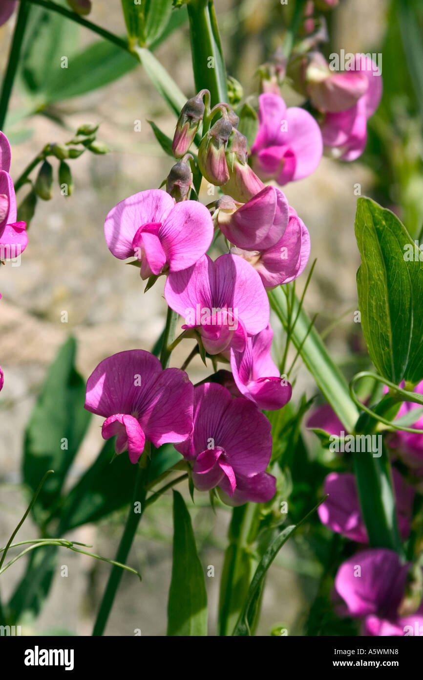 Old fashioned sweet pea hi-res stock photography and images - Alamy