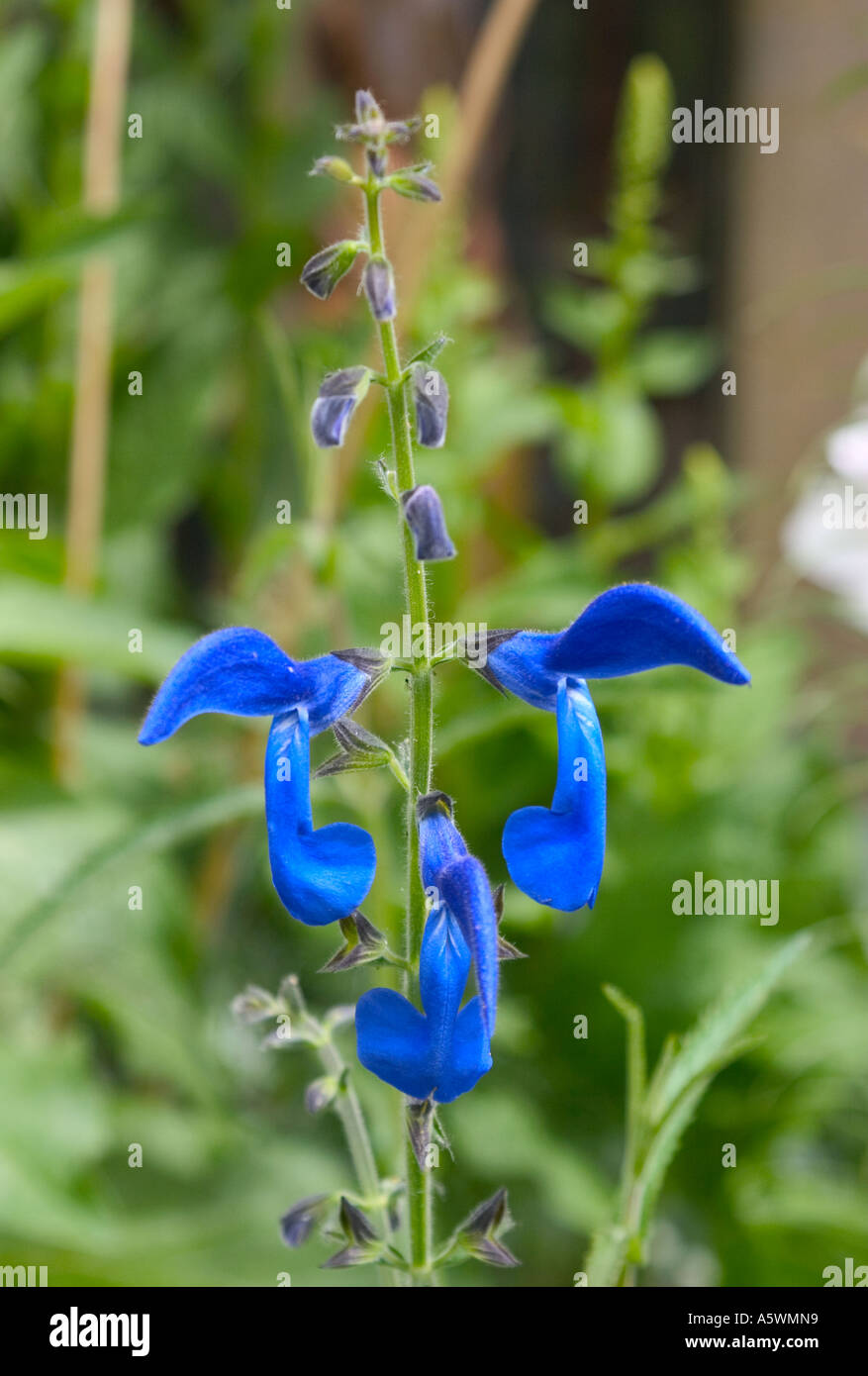 Salvia growing in natural environment Stock Photo - Alamy