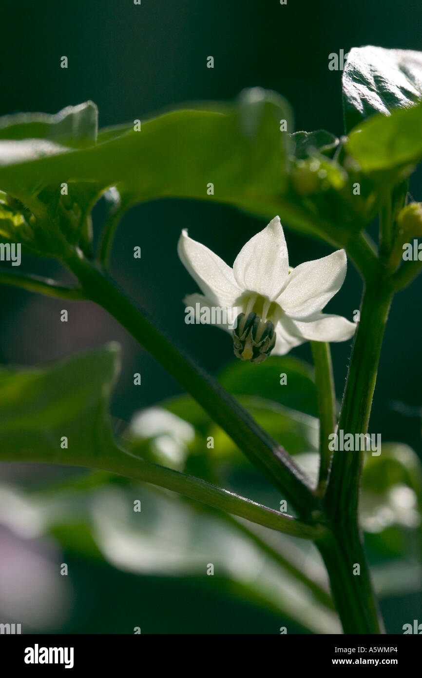 Firecracker chilli pepper hi-res stock photography and images - Alamy