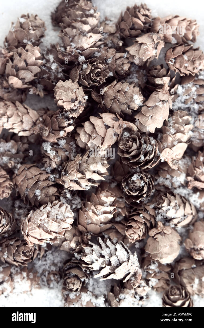 Pine cones laying in snow Stock Photo - Alamy