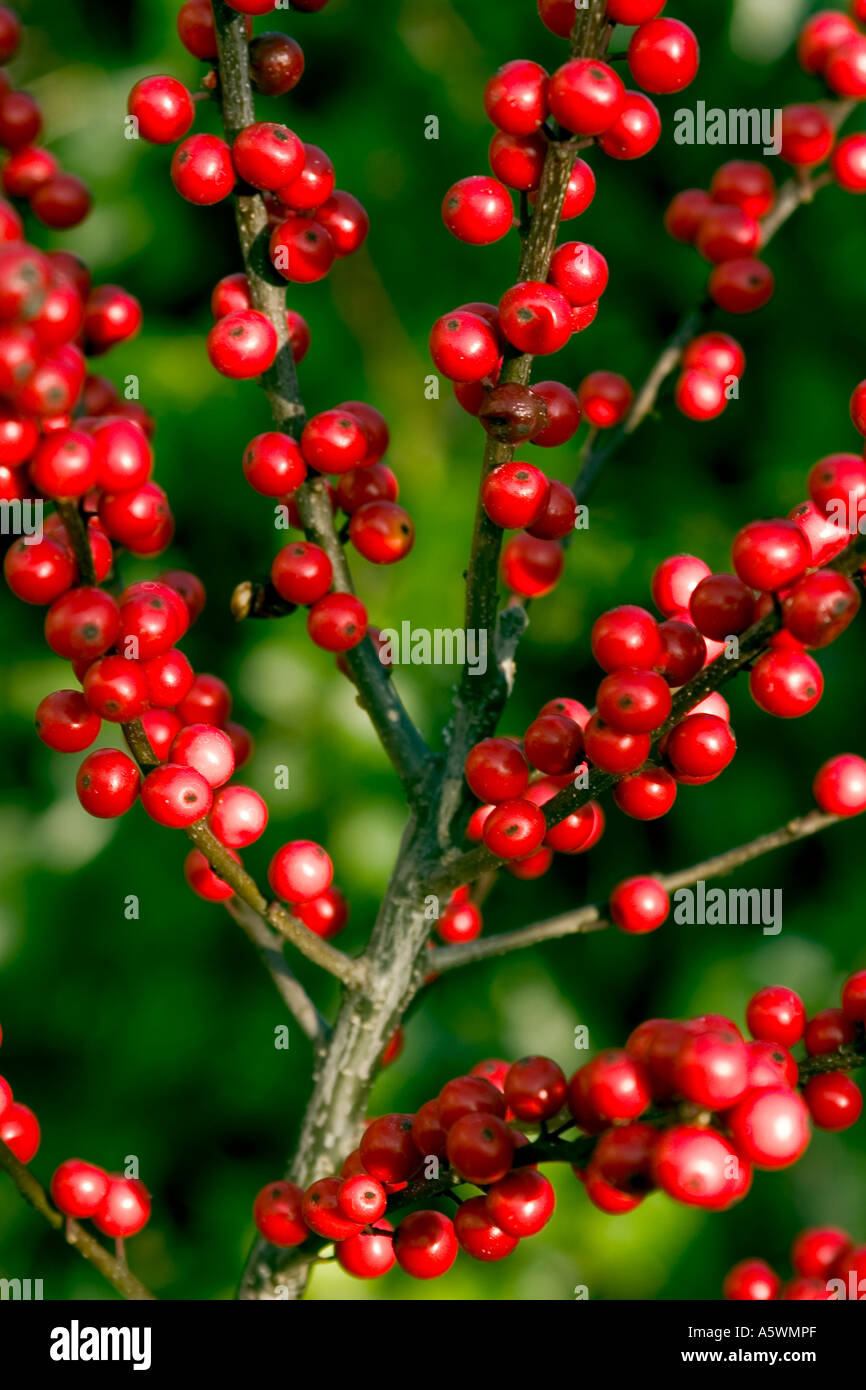 Red holly berries shot against natural green background Stock Photo - Alamy