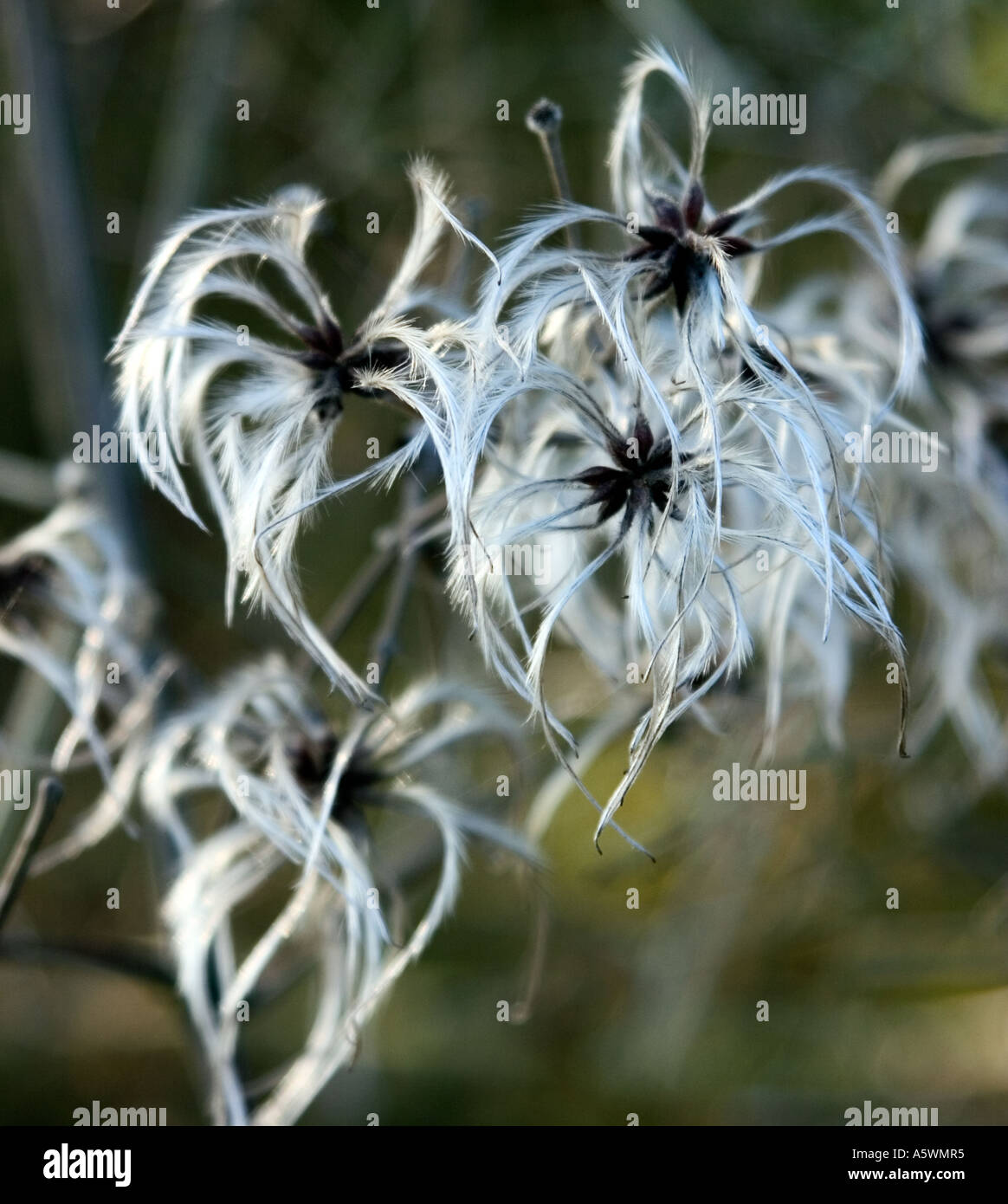 Boys bacca hi-res stock photography and images - Alamy