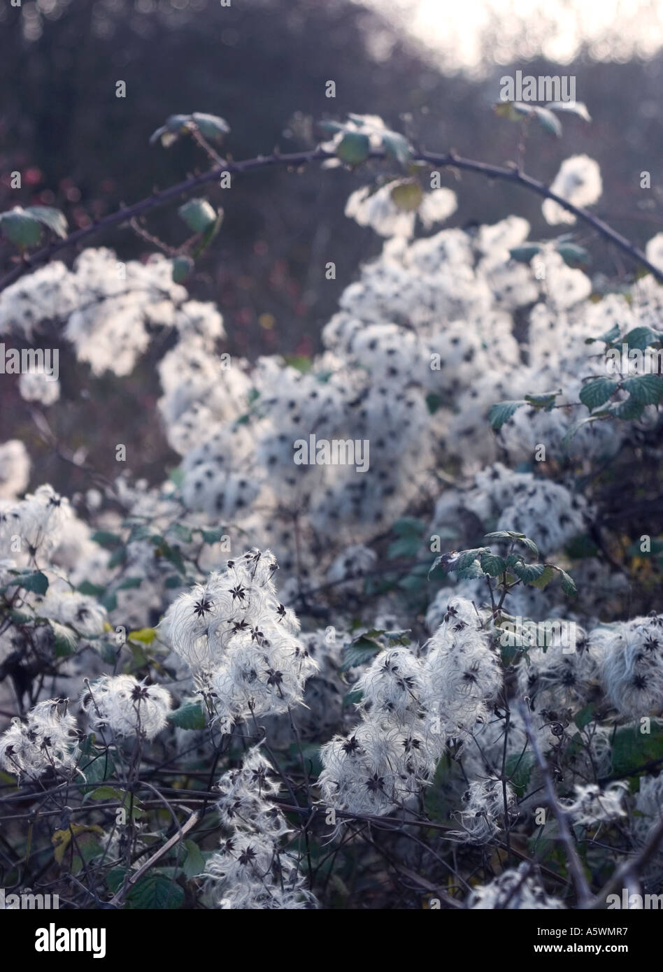 Boys bacca hi-res stock photography and images - Alamy