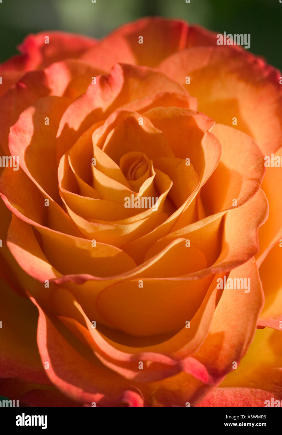 Stunning variety hi-res stock photography and images - Alamy