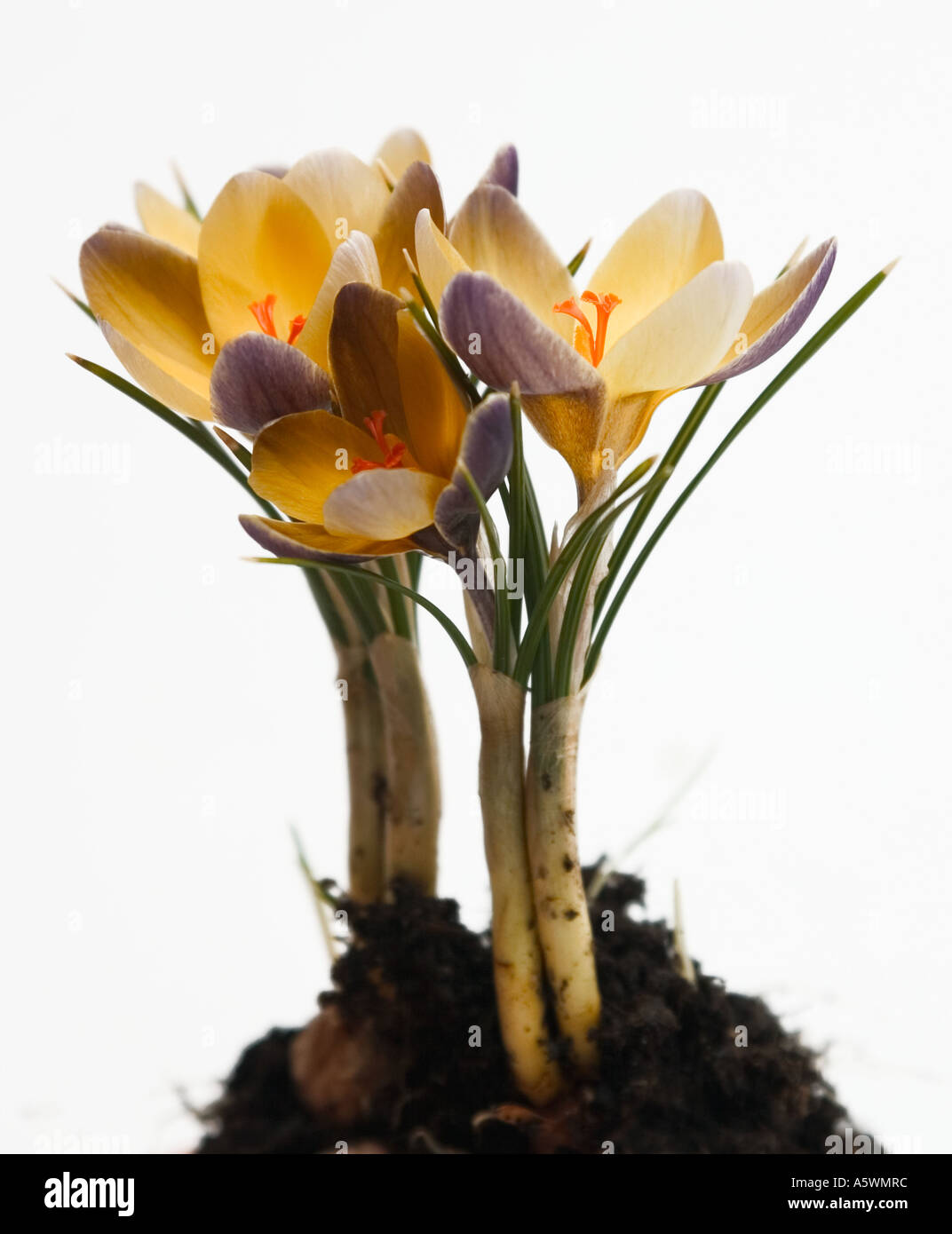 Crocus flowers growing in soil shot against a clean white background ...