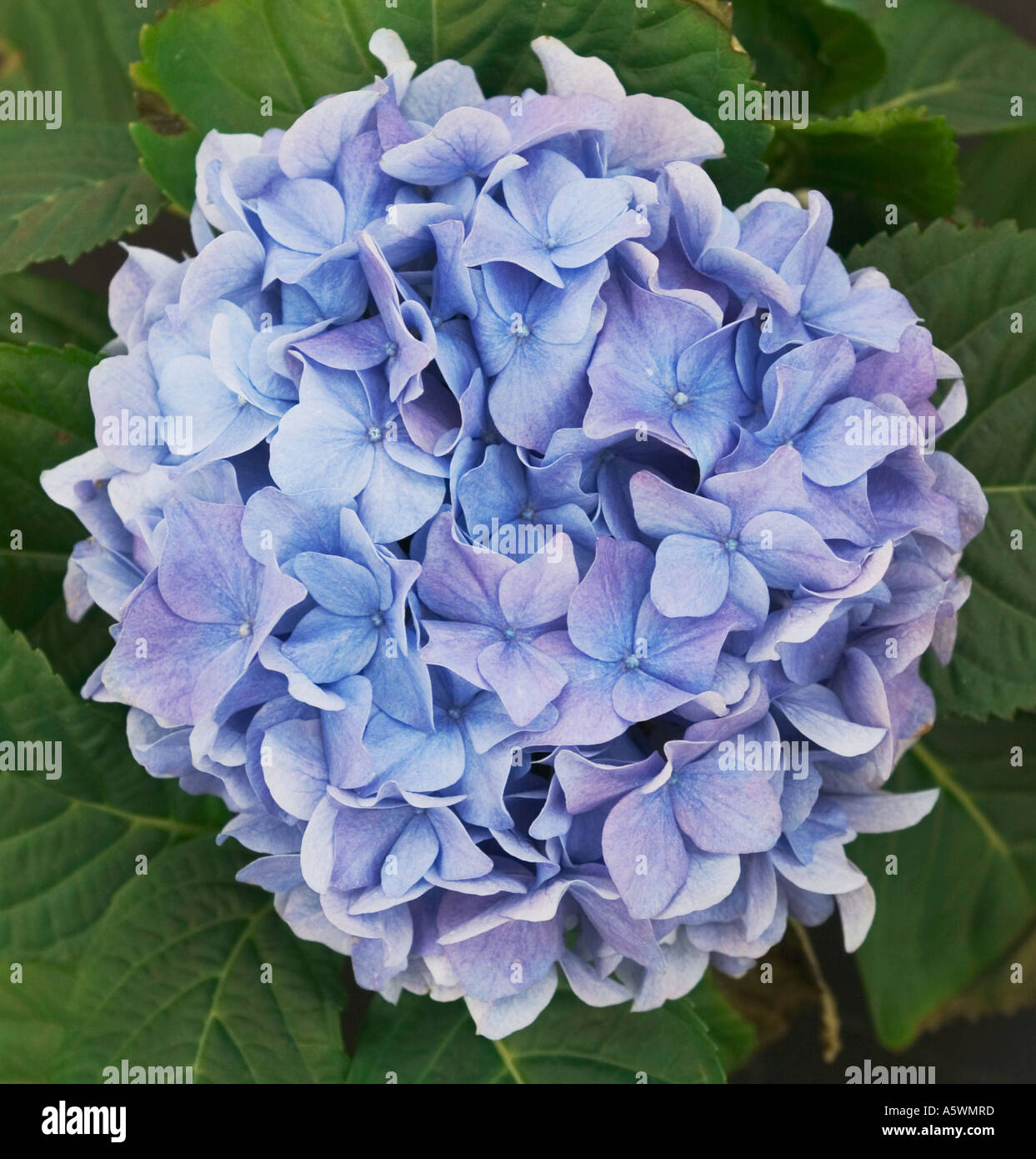 Violet blue hydrangea flower and foliage Stock Photo - Alamy