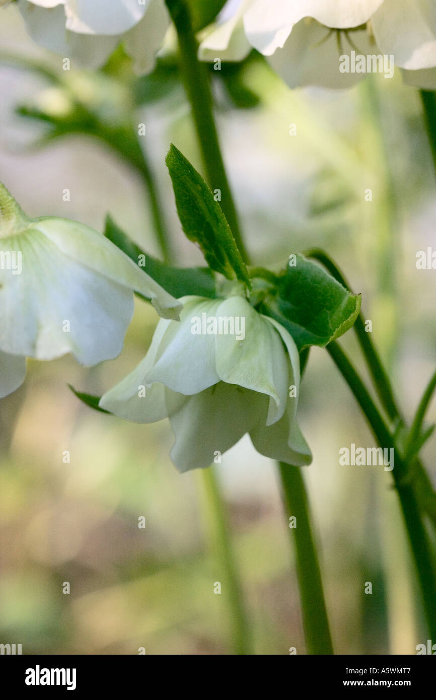 Groups of white Hellebores with soft focus background Stock Photo - Alamy