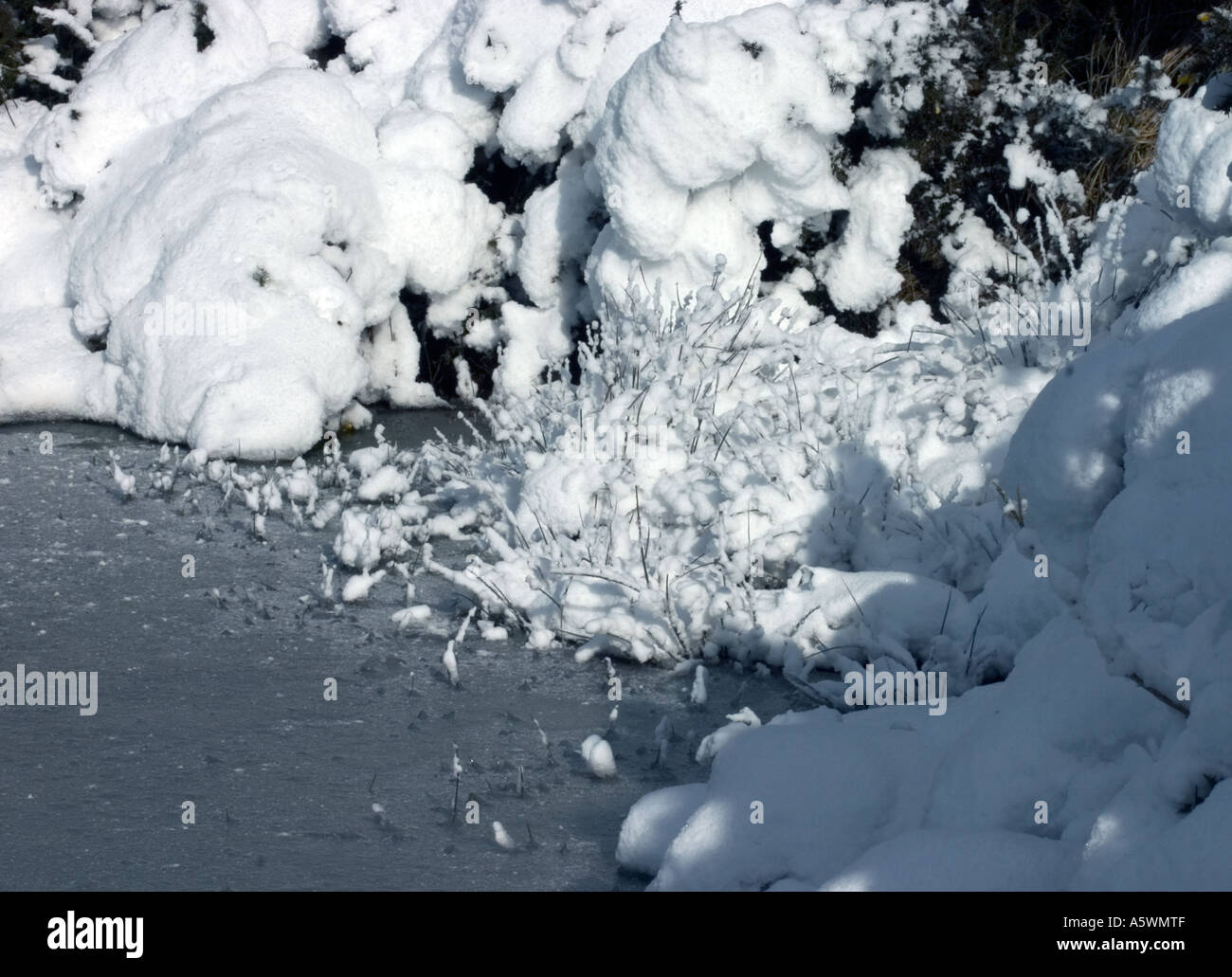 Ice covered pond grasses hi-res stock photography and images - Alamy