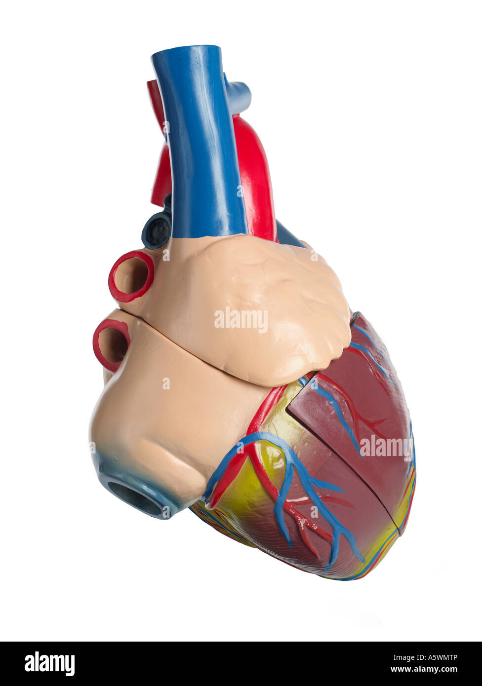 Human Heart silhouette Stock Photo - Alamy