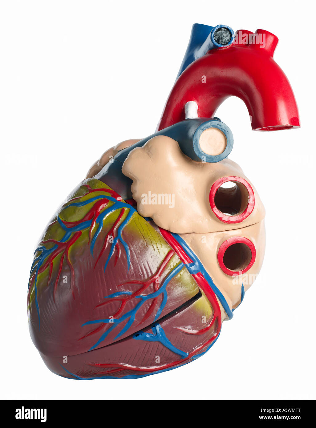 Human pump Cut Out Stock Images & Pictures - Alamy