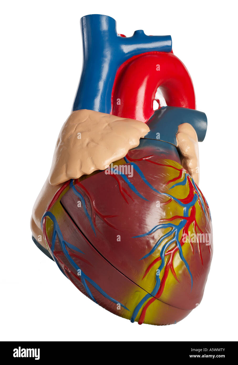 Human Heart silhouette Stock Photo - Alamy