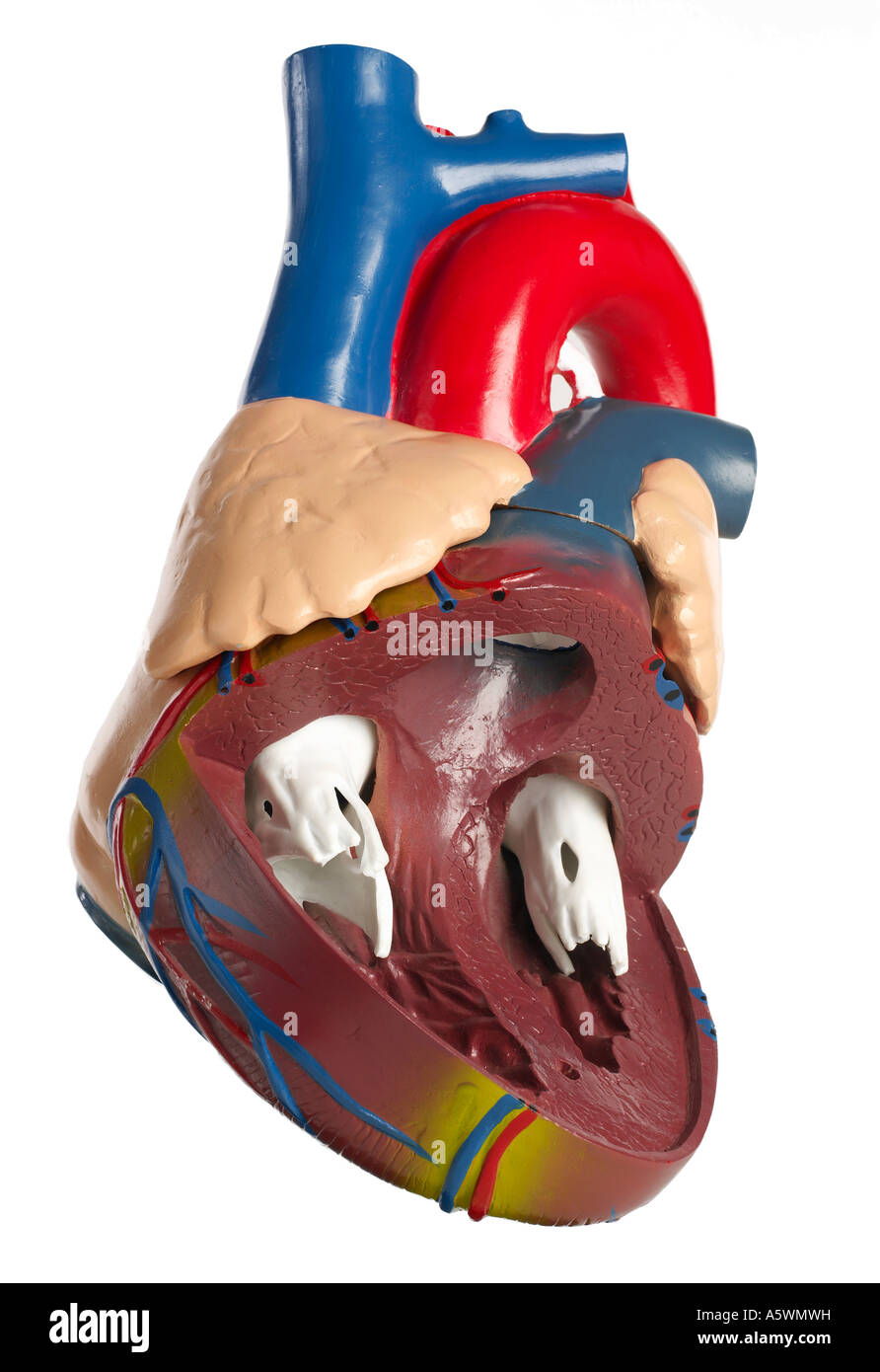 Arteries of human heart model hi-res stock photography and images - Alamy