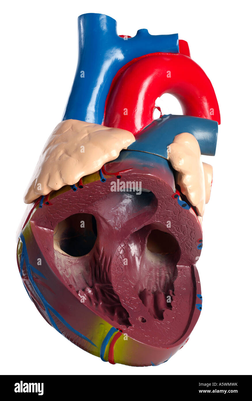 Human Heart silhouette Stock Photo - Alamy