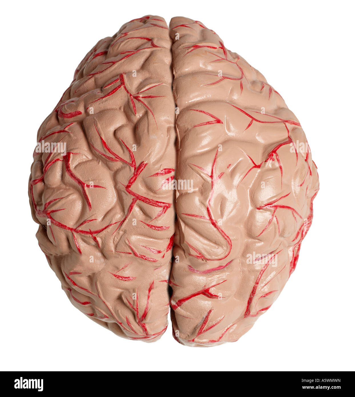 Human Brain silhouette Stock Photo - Alamy