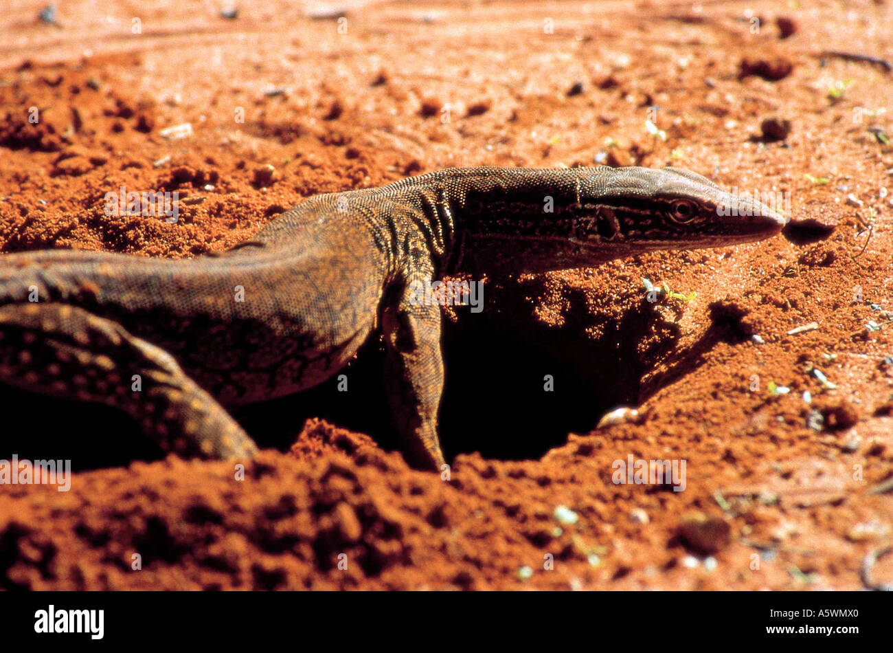 Lizard uluru ayers rock australia hi-res stock photography and images ...