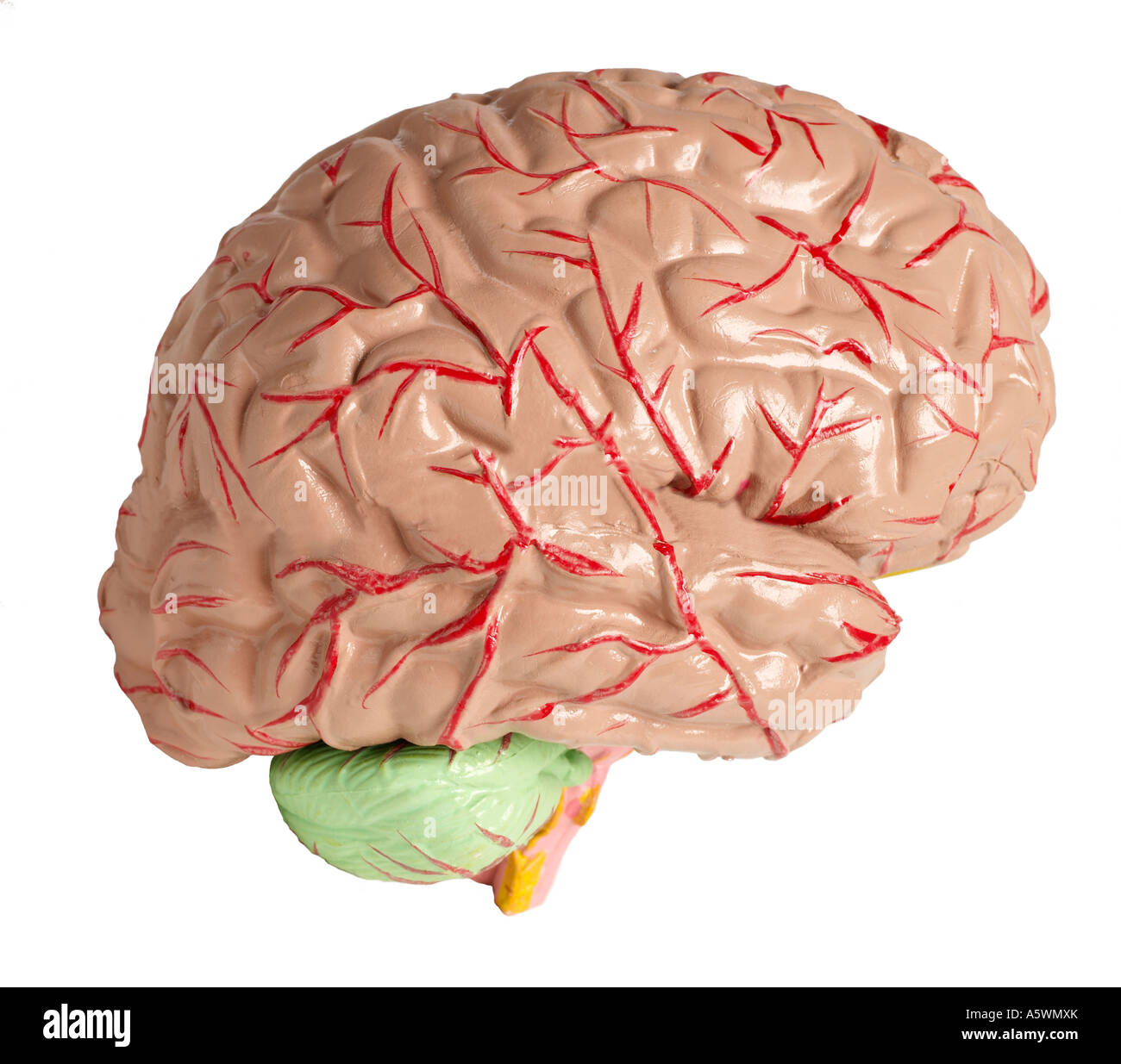 Human Brain silhouette Stock Photo - Alamy