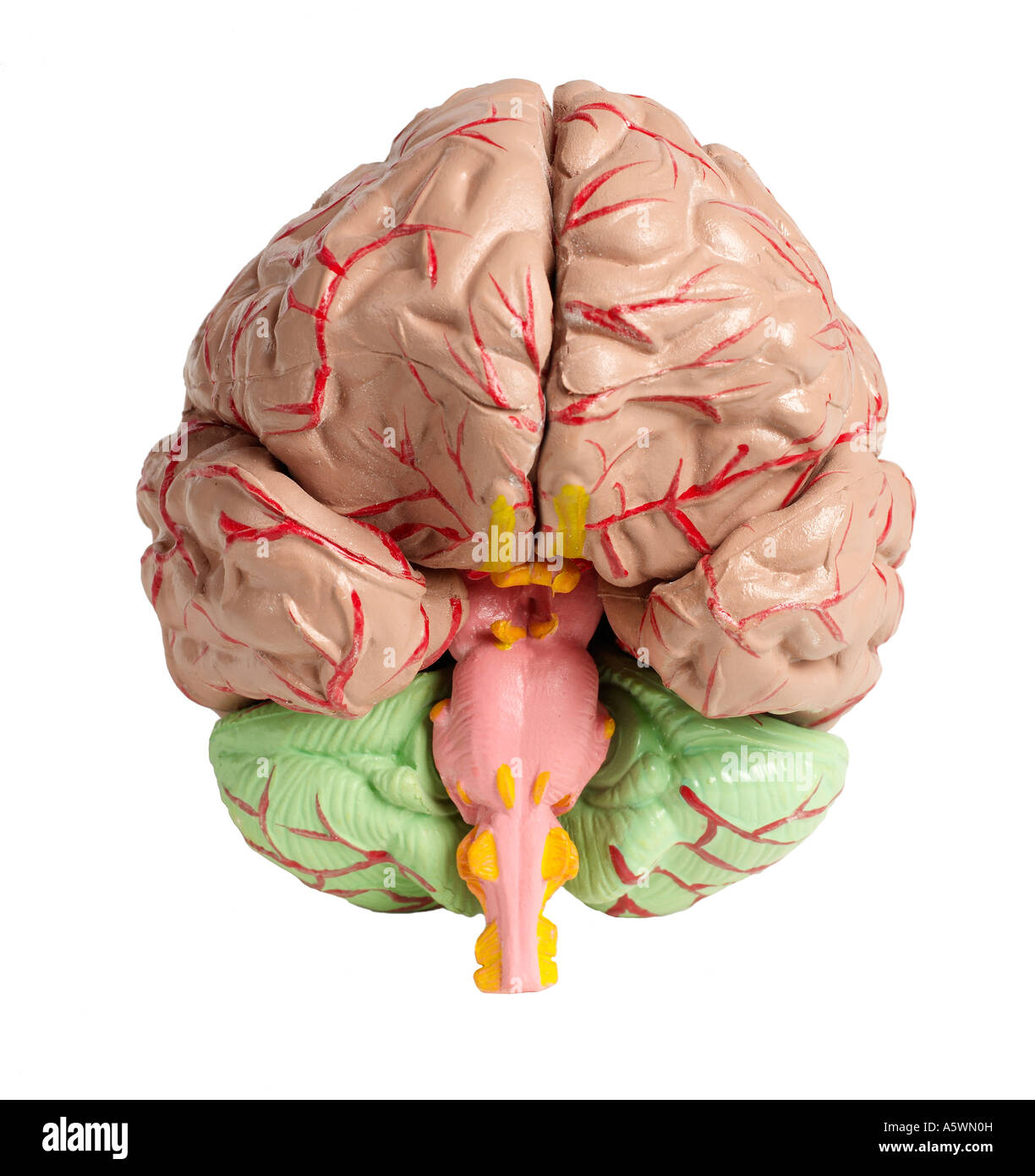 Human Brain silhouette Stock Photo - Alamy