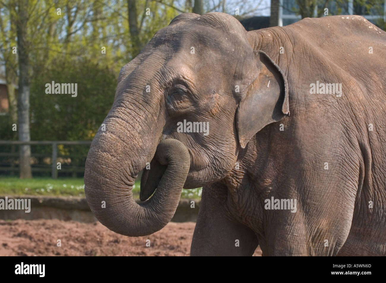 Zoo elephant feeding hay hi-res stock photography and images - Alamy