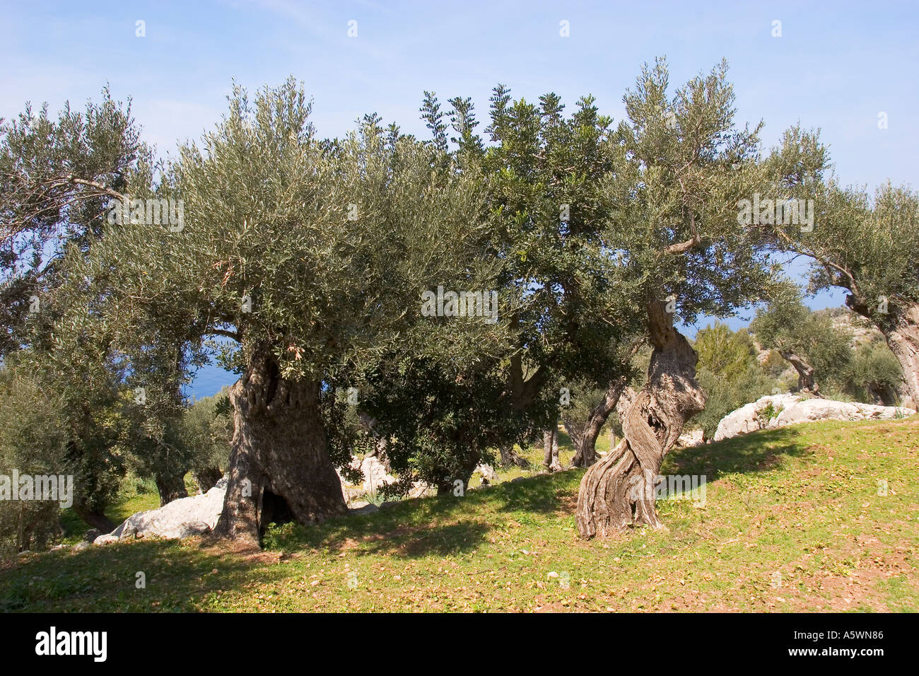Olive trees at Majorca Stock Photo - Alamy