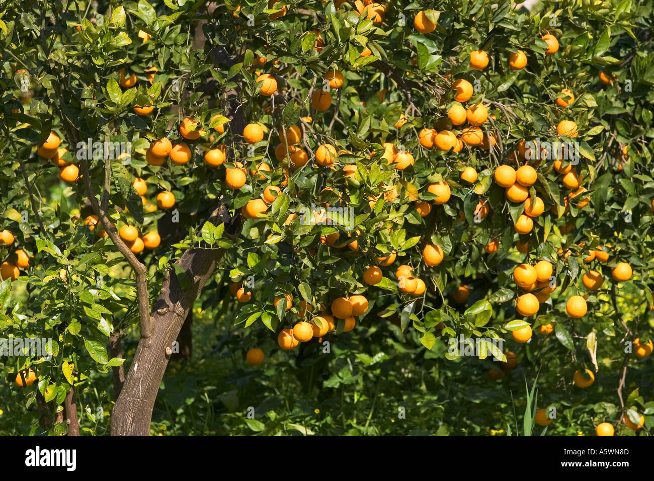 Oranges Citrus sinensis on a orange tree Majorca Stock Photo - Alamy