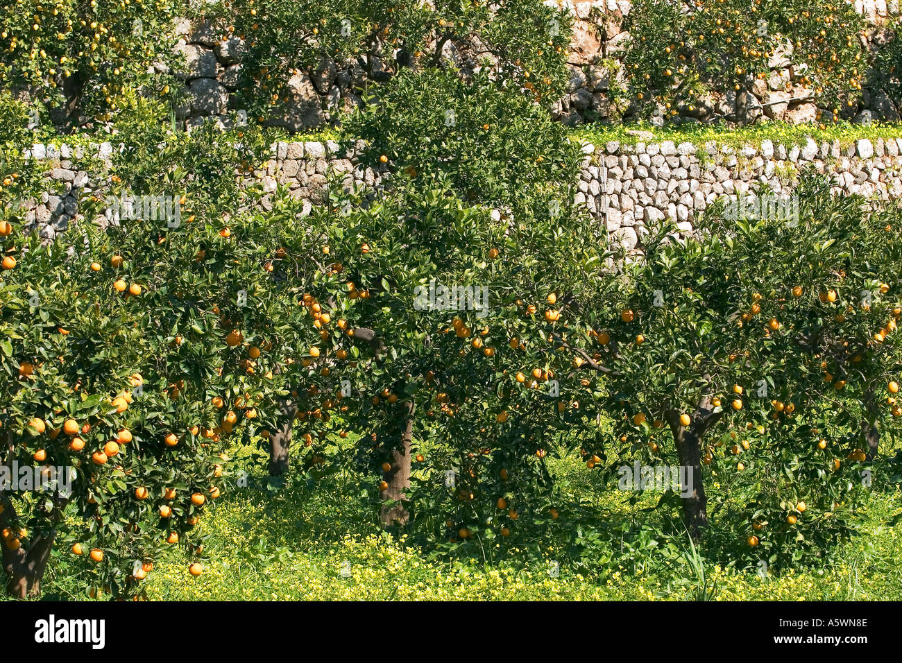 Orange trees with fruits Majorca Citrus sinensis Stock Photo - Alamy
