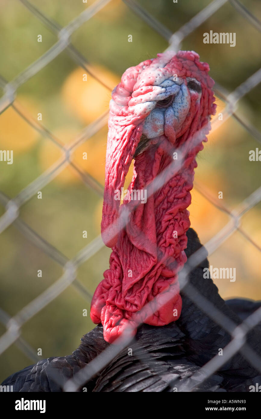 Turkey behind a fence Stock Photo - Alamy