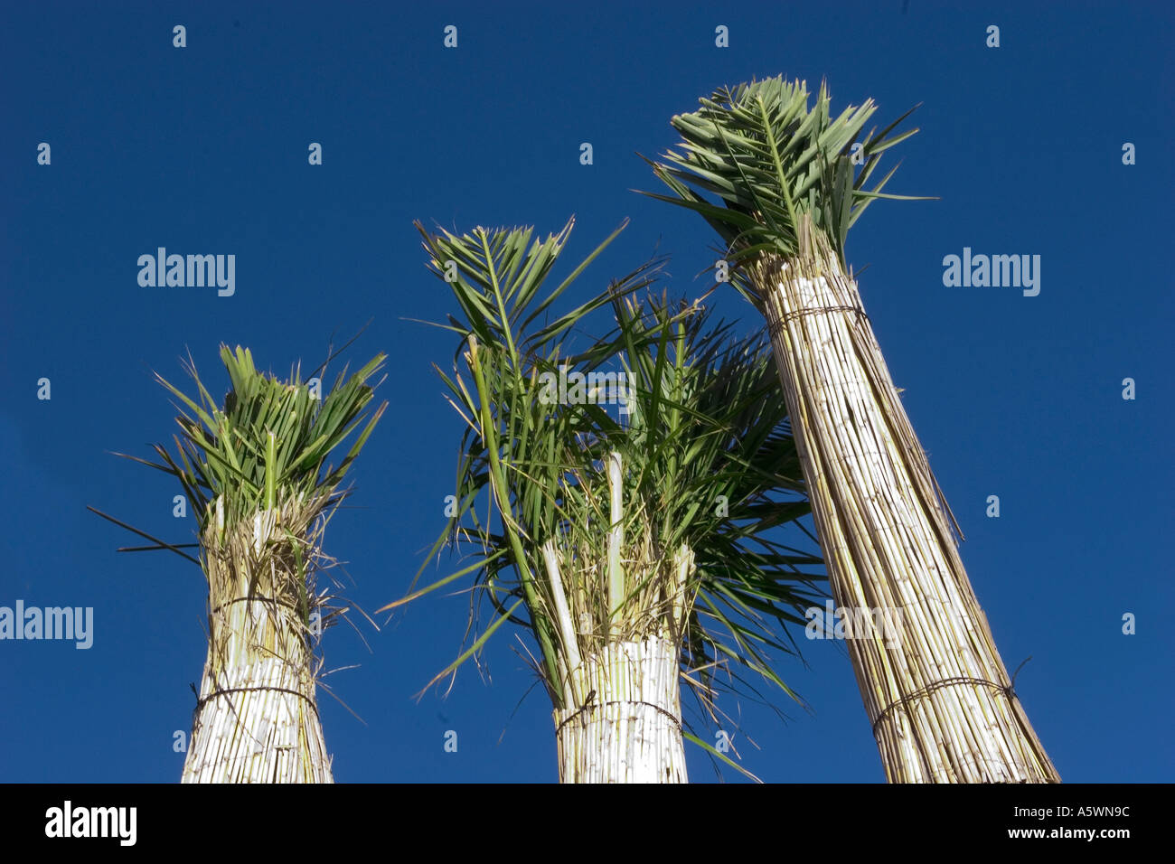 Three wrapped palms Stock Photo - Alamy