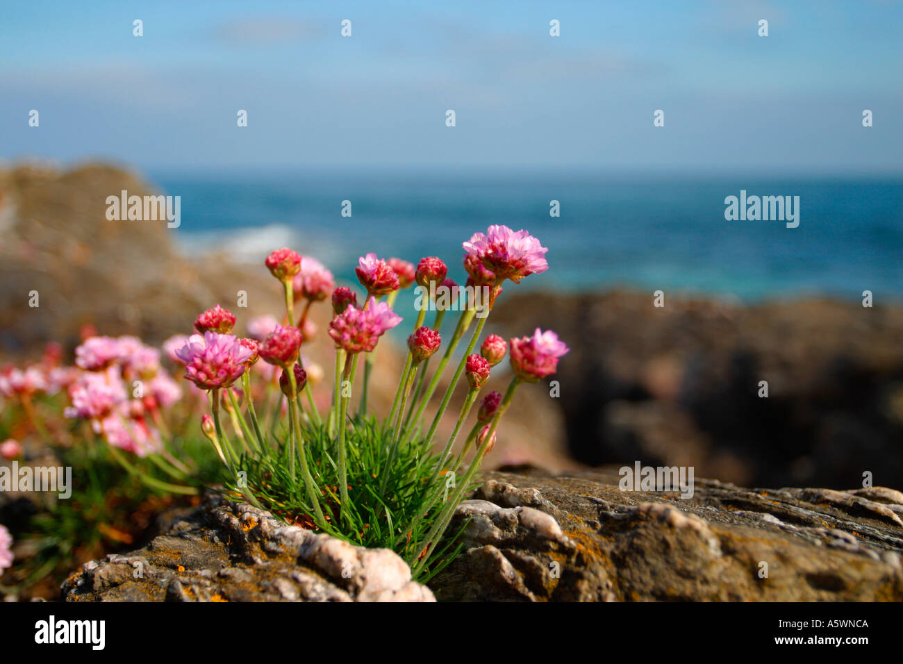 Coastal flowers hi-res stock photography and images - Alamy