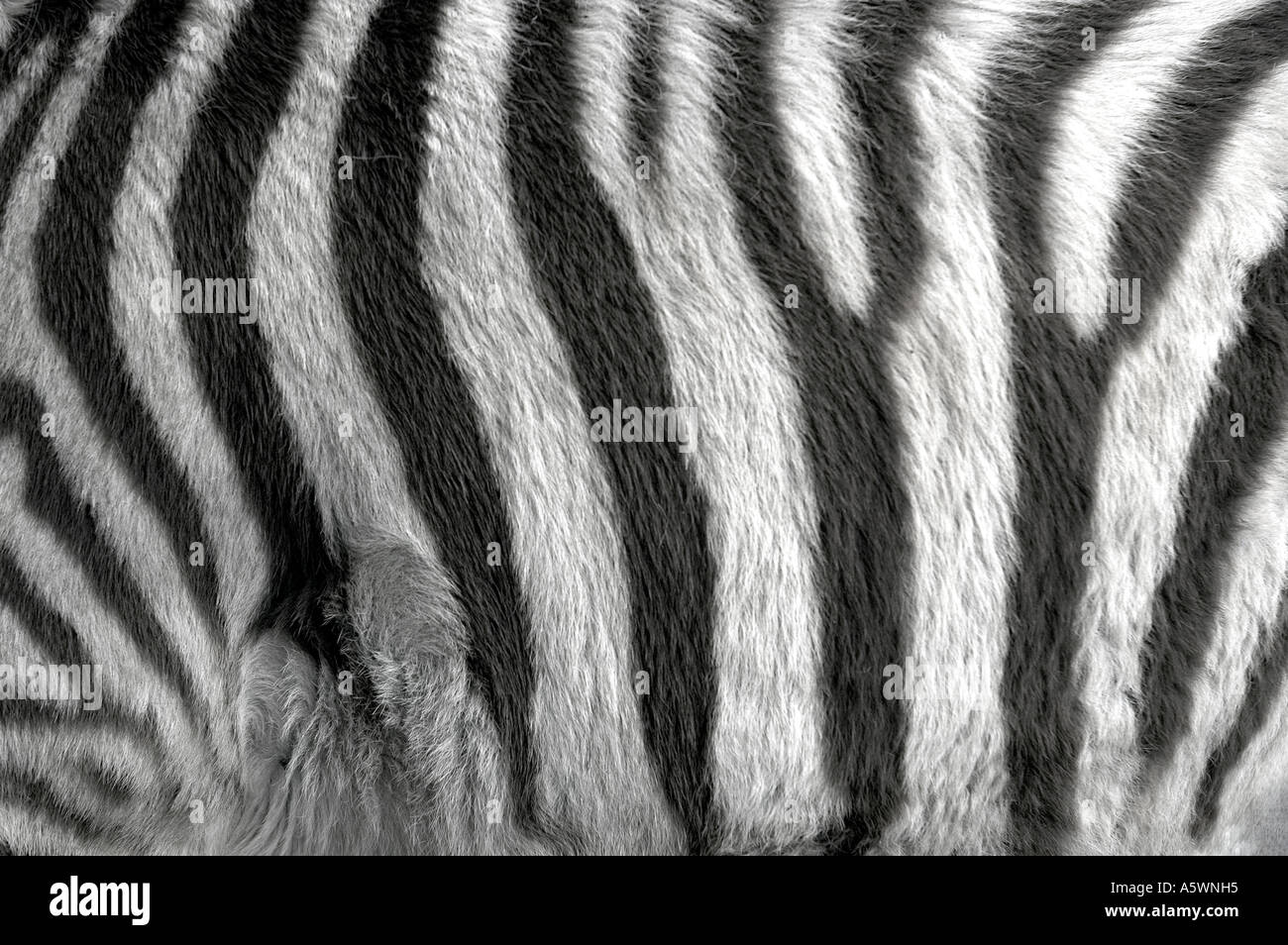 Close-up of the markings of a young Burchell's zebra Stock Photo - Alamy
