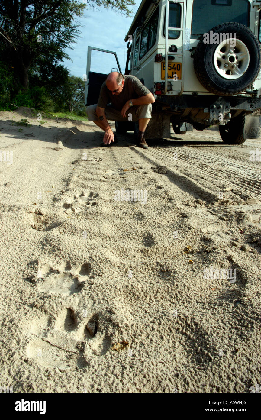 A tracker checks lion spoor in Moremi Reserve, Botswana Stock Photo - Alamy