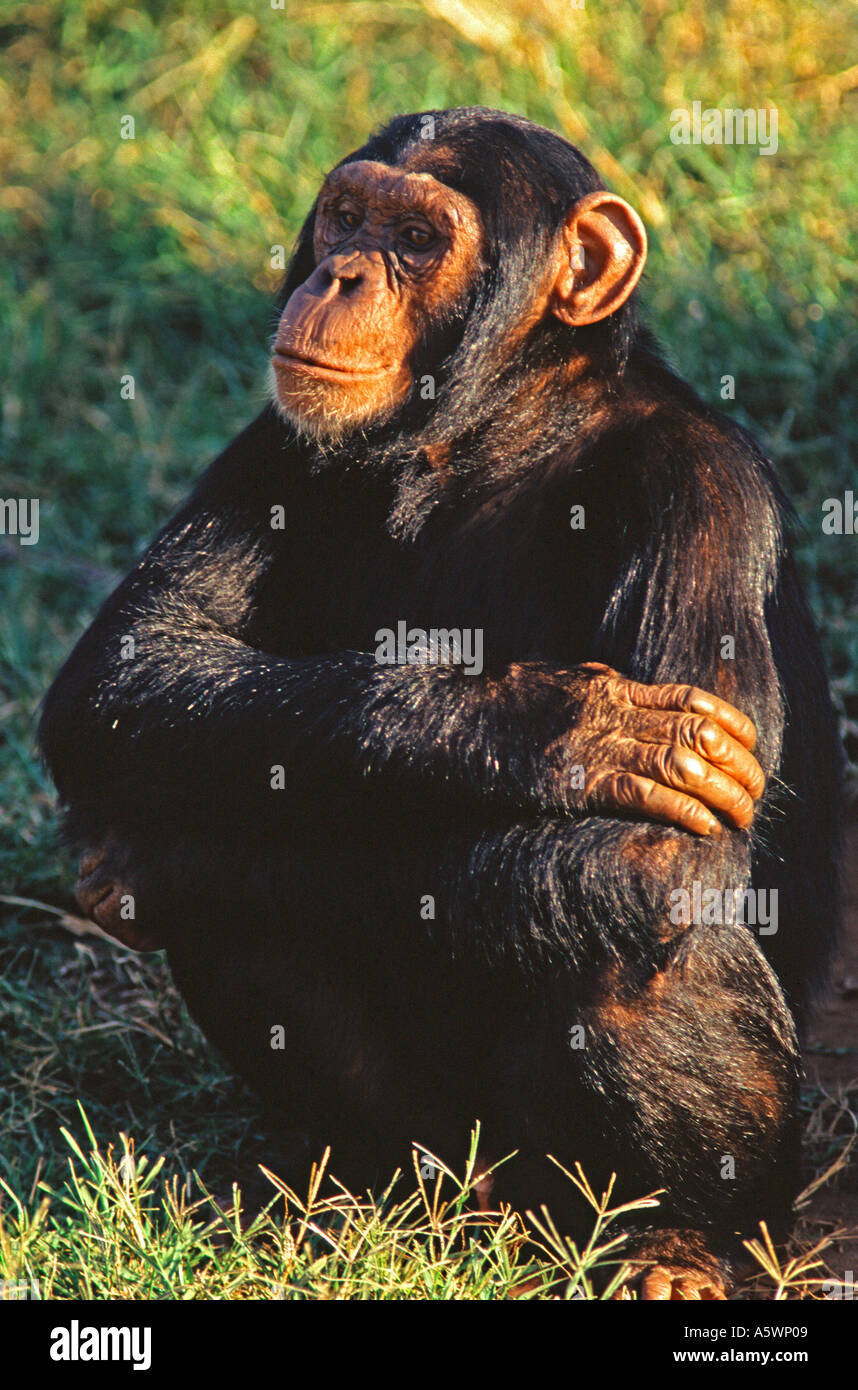 Chimpanzee sitting with its arms folded Uganda East Africa Stock Photo ...