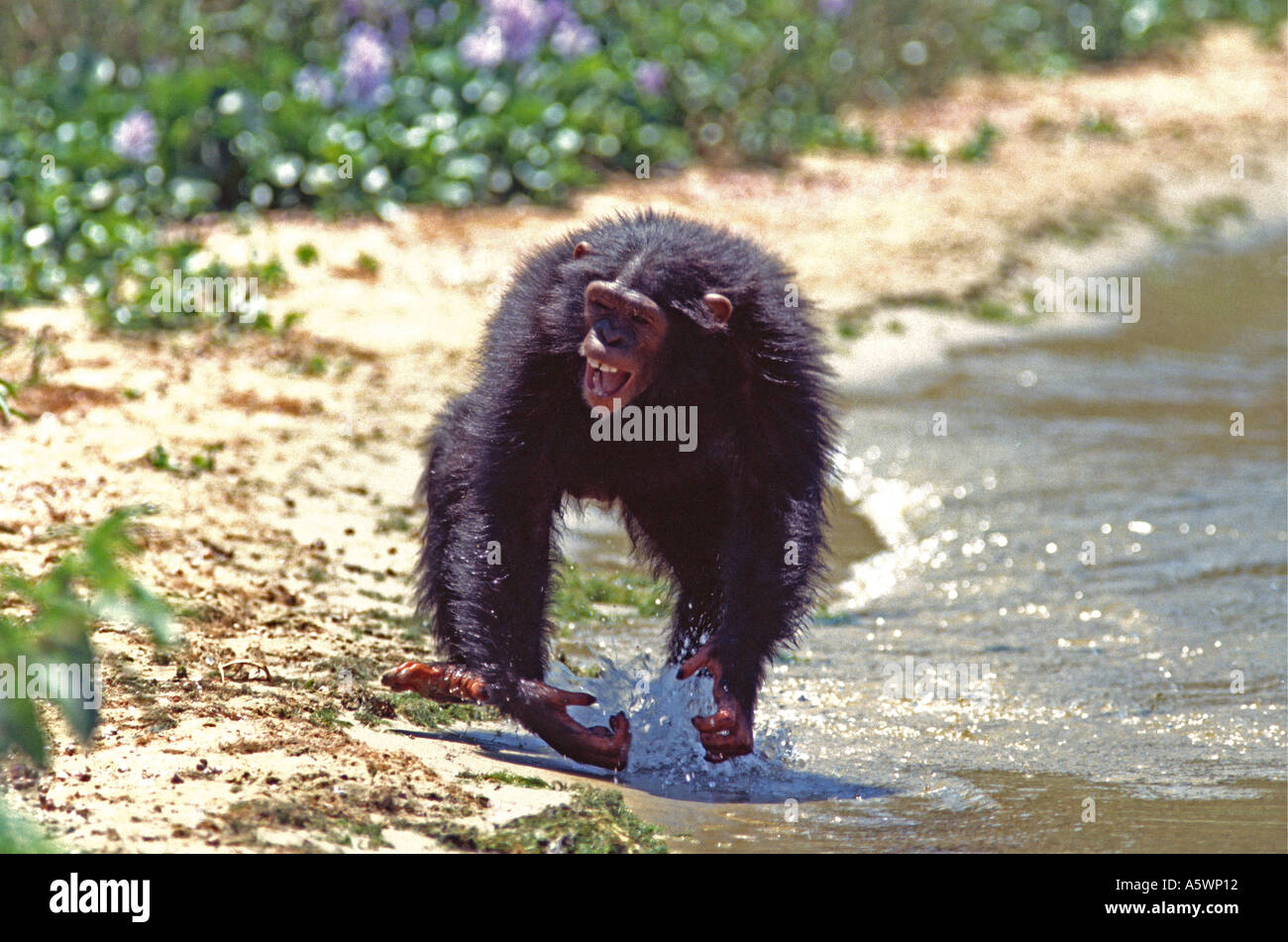 Chimpanzee mammal hi-res stock photography and images - Alamy