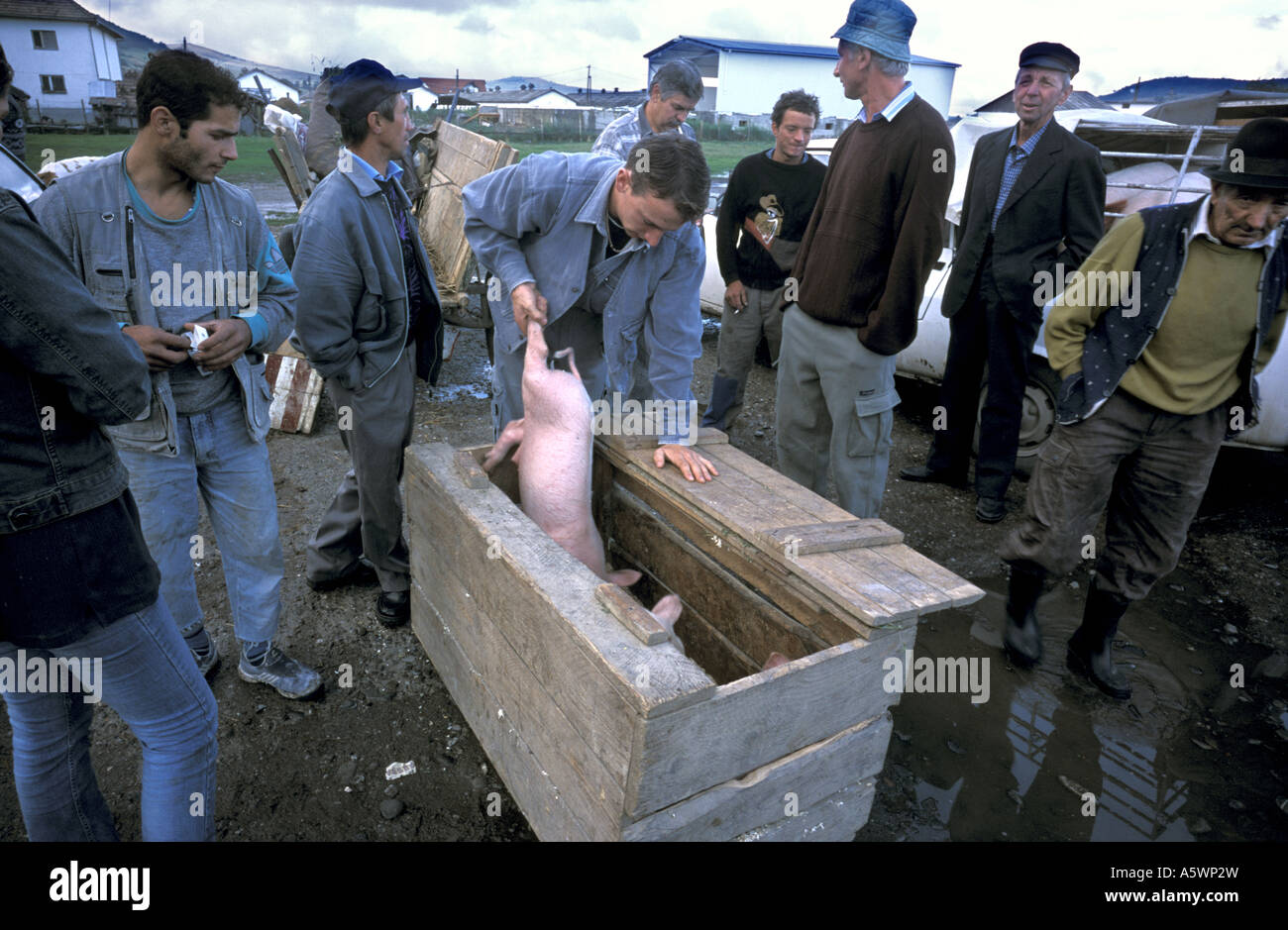Buying and selling pigs in a market in Szekelyudvarhely Odorheiu ...