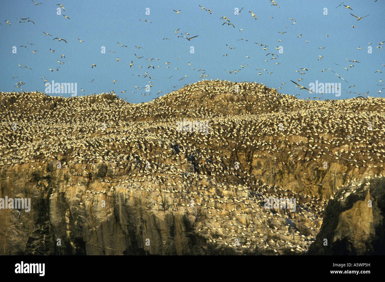The Gannet colony on Grassholm island off the west wales coast Great ...