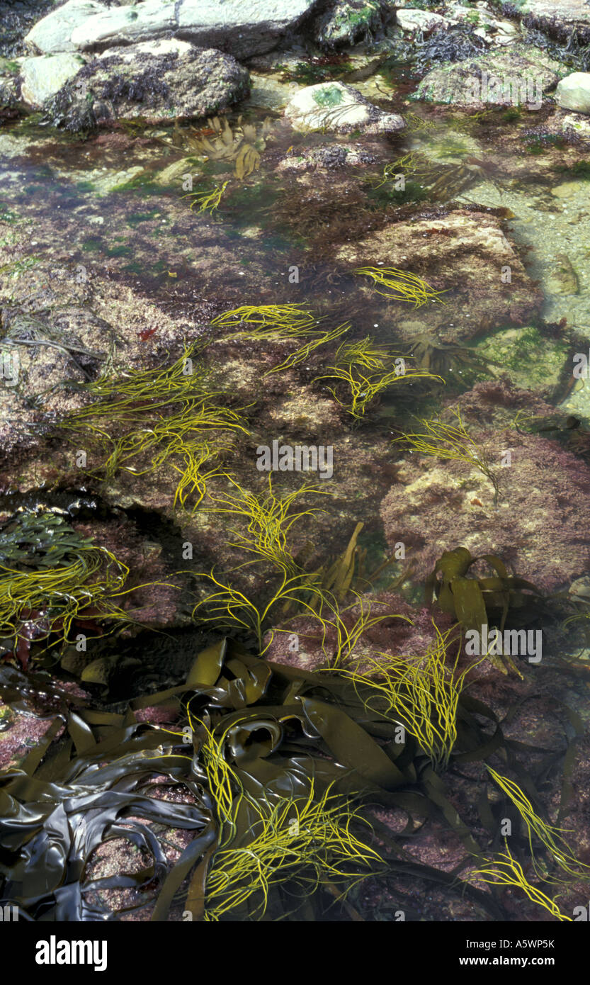 A rockpool with seaweed on Lundy Island in the marine protecte area ...