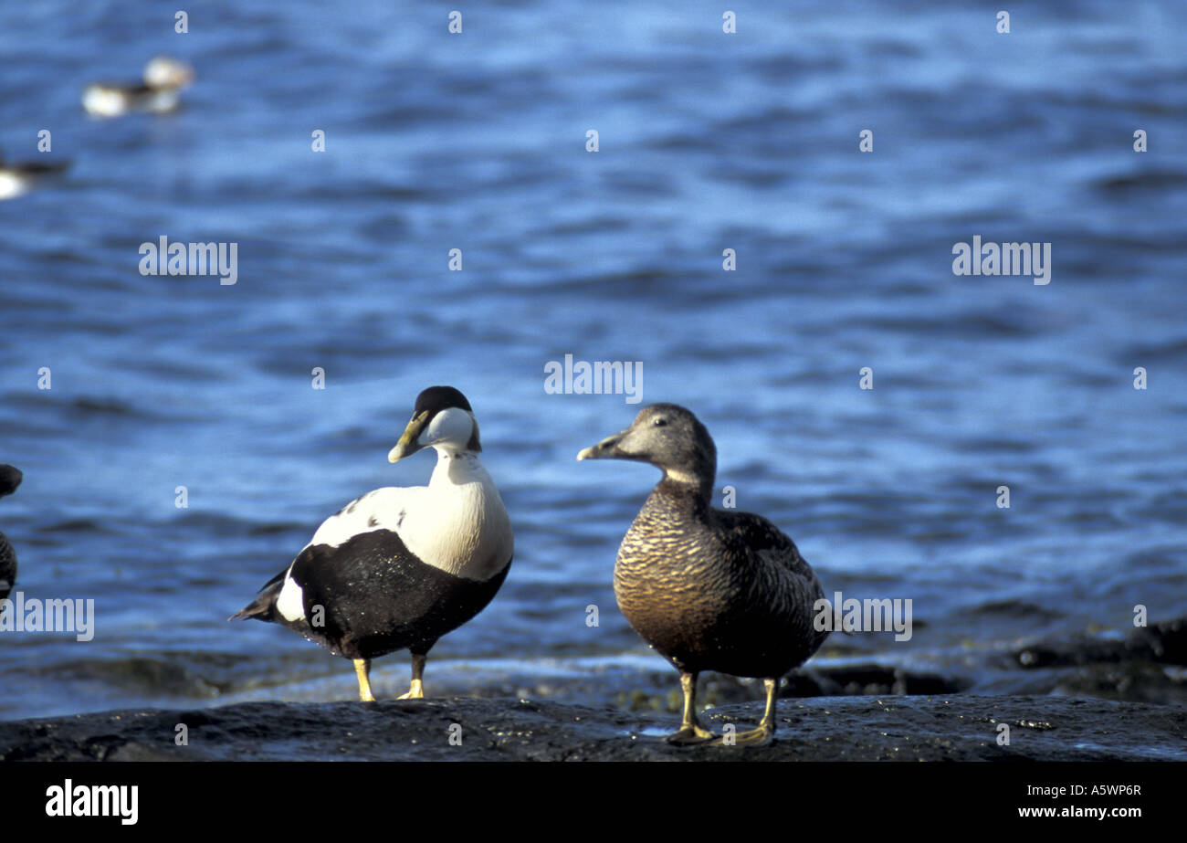 Male and female eider ducks on outer farne islands off the northumbrian ...