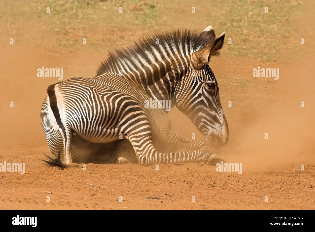 Grevy's Zebra rolling in dust in Samburu Kenya Stock Photo - Alamy