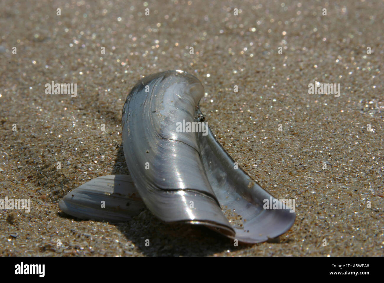 Long shells on the beach Stock Photo - Alamy