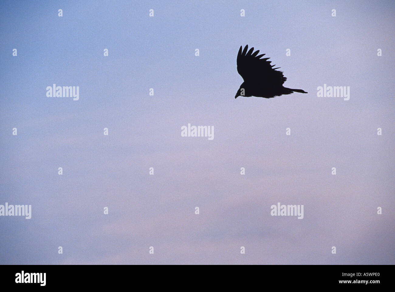 Turkey vulture flying in silhouette hi-res stock photography and images ...