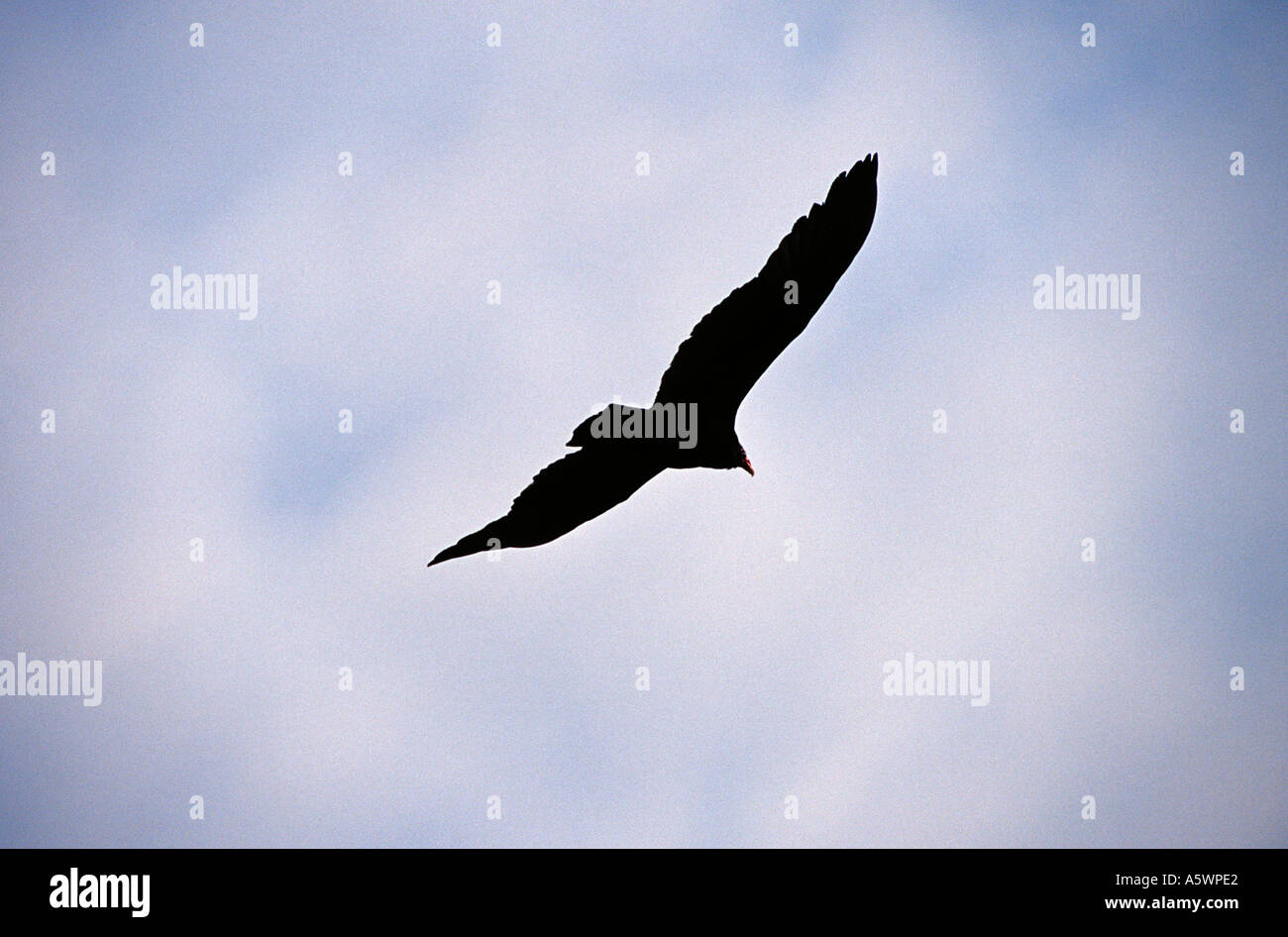 Turkey vulture flying in silhouette hi-res stock photography and images ...