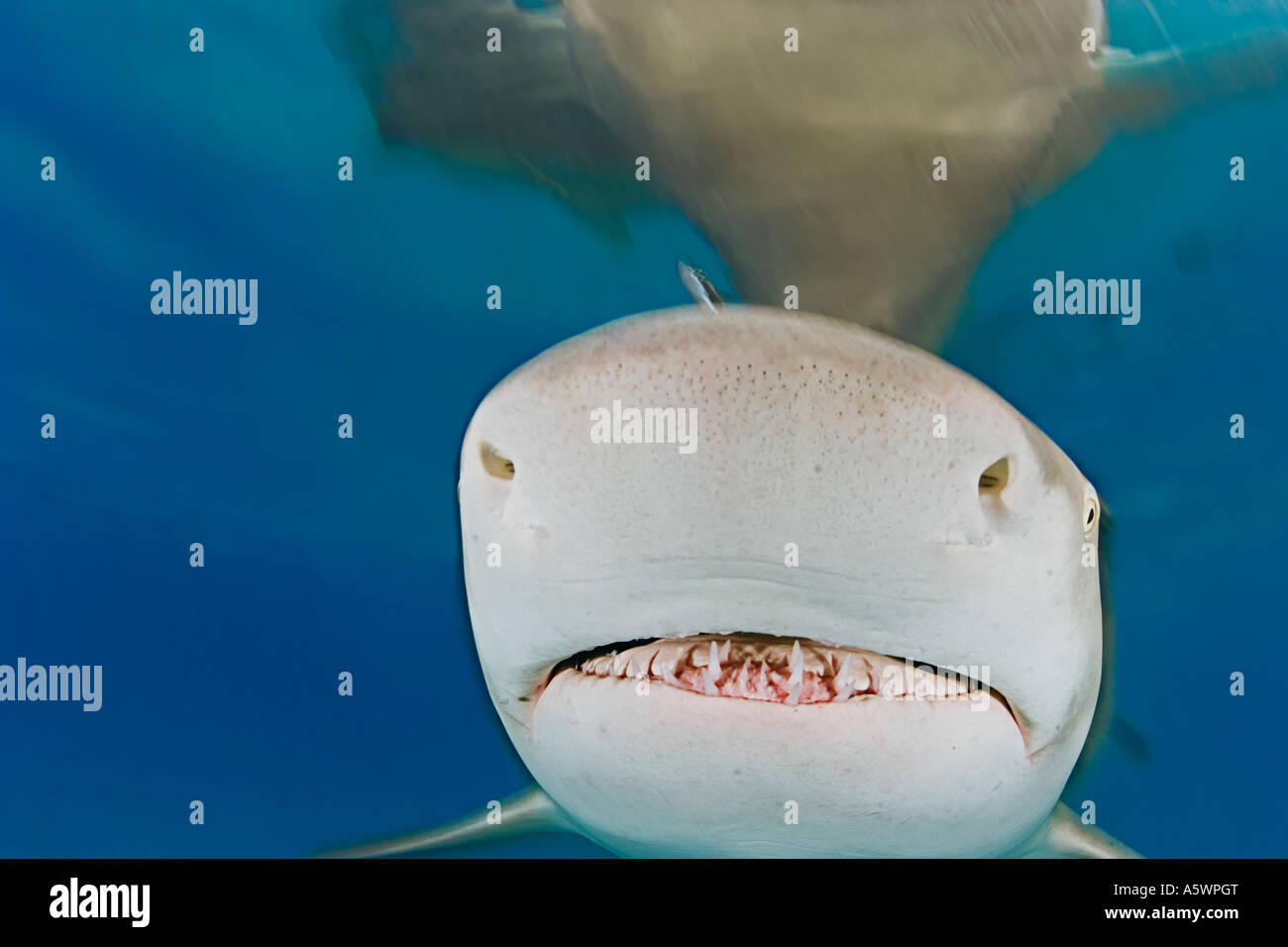 Ampullae High Resolution Stock Photography and Images - Alamy