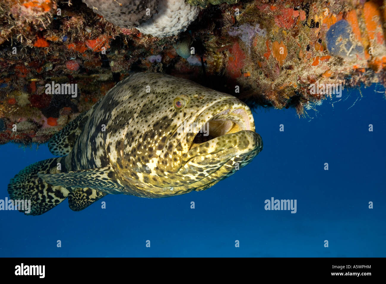 Goliath grouper florida hi-res stock photography and images - Alamy