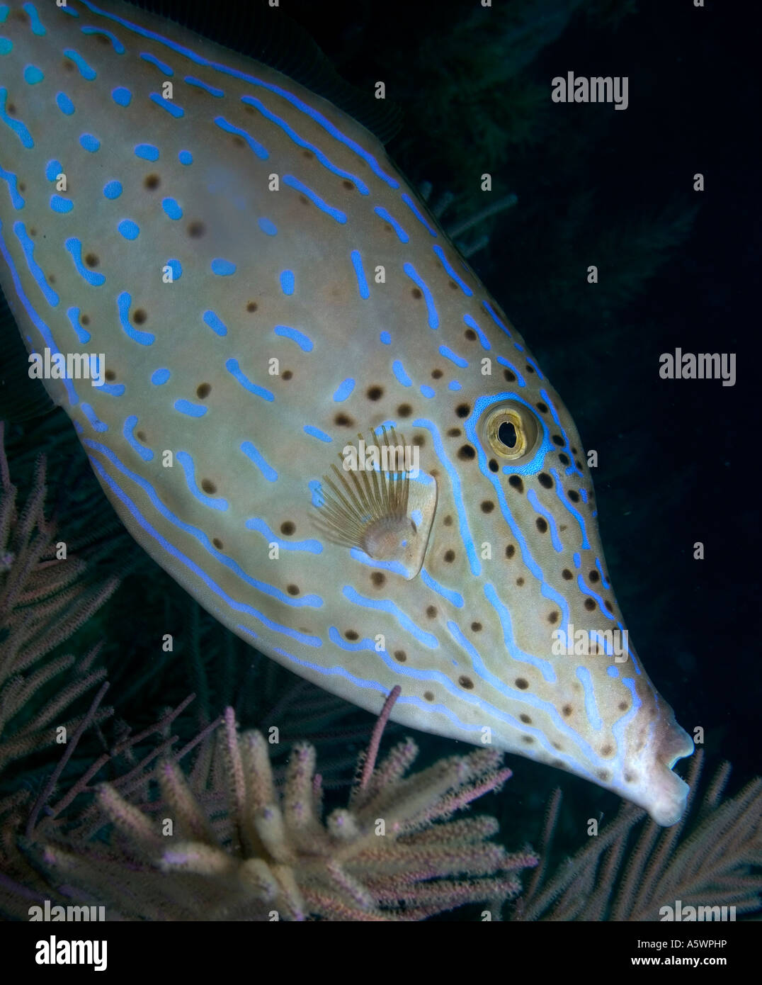 SCRAWLED FILEFISH ALUTERUS SCRIPTUS ABOVE A SEA PLUME FROND NIGHTTIME ...