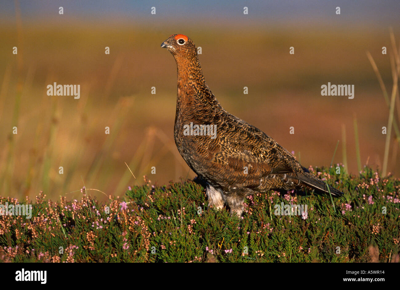 Red Grouse on Heather Stock Photo - Alamy