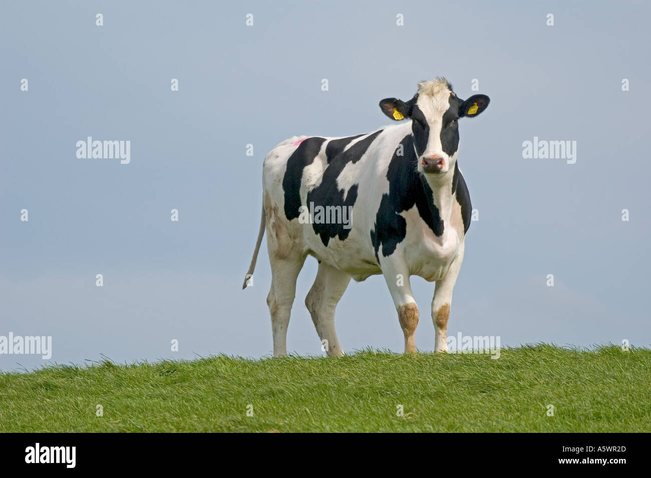 Moo Cow s Attention Stock Photo - Alamy