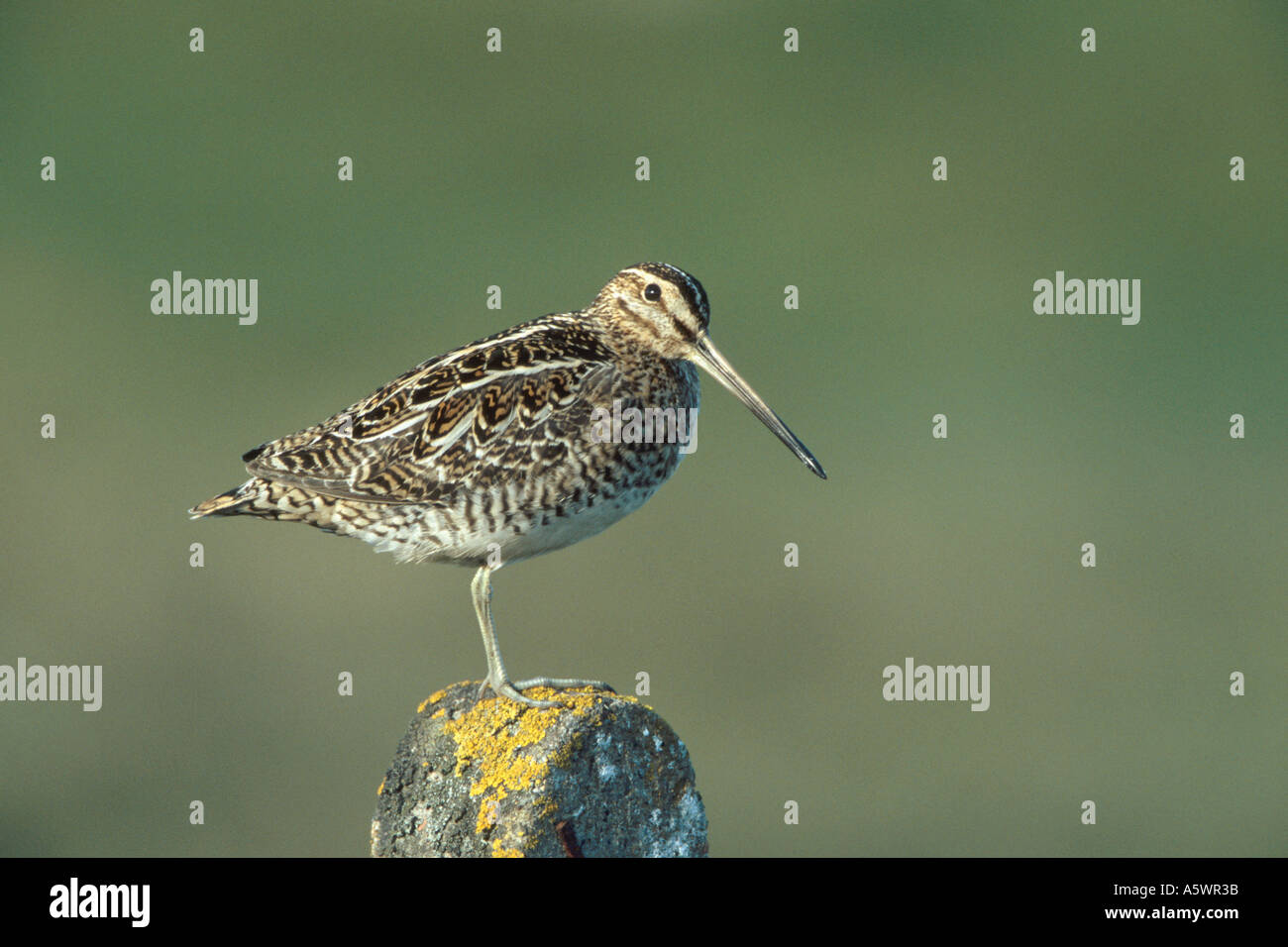 Snipe hebrides hi-res stock photography and images - Alamy