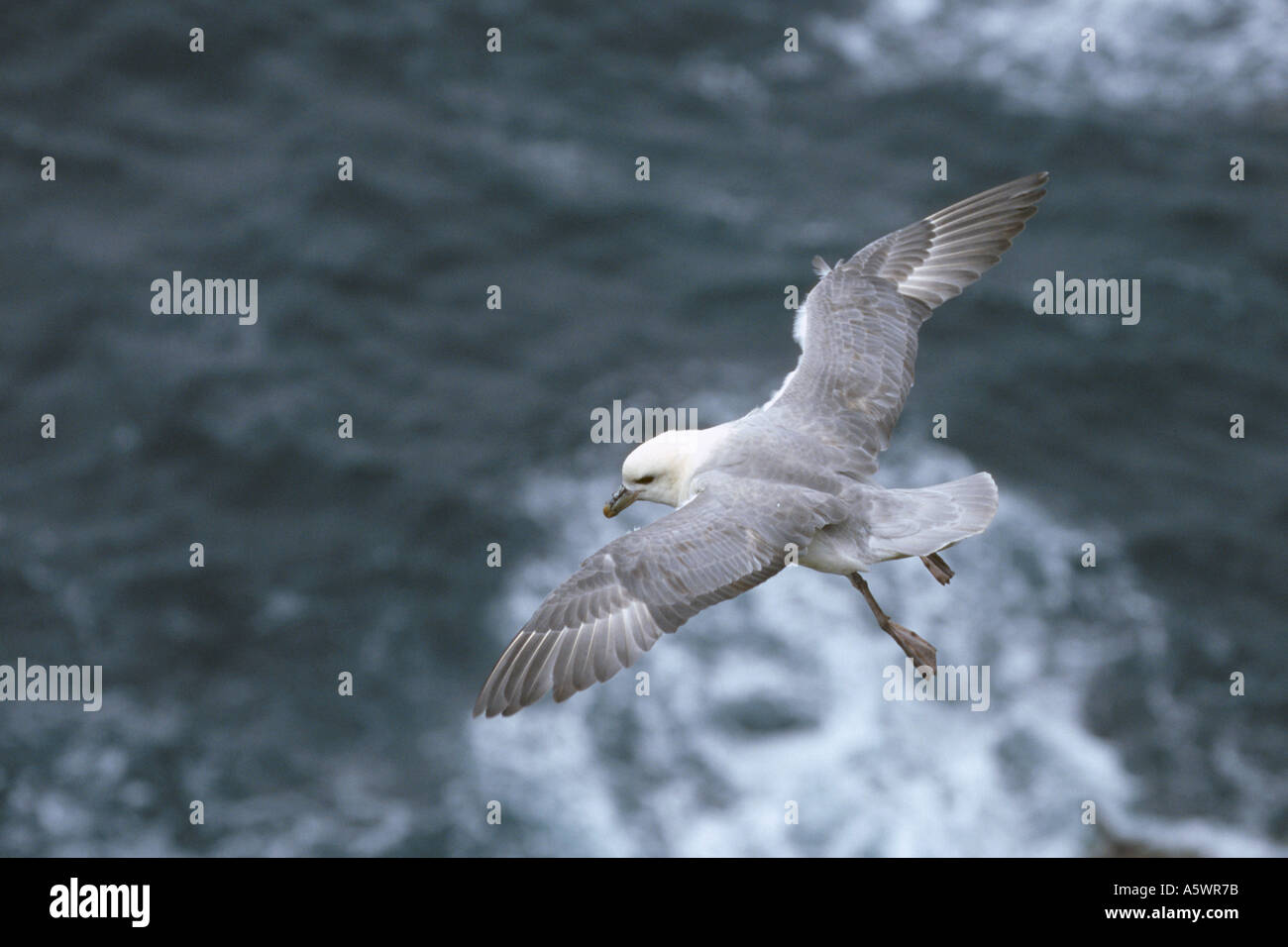 Northern Fulmar flying above the sea Stock Photo - Alamy