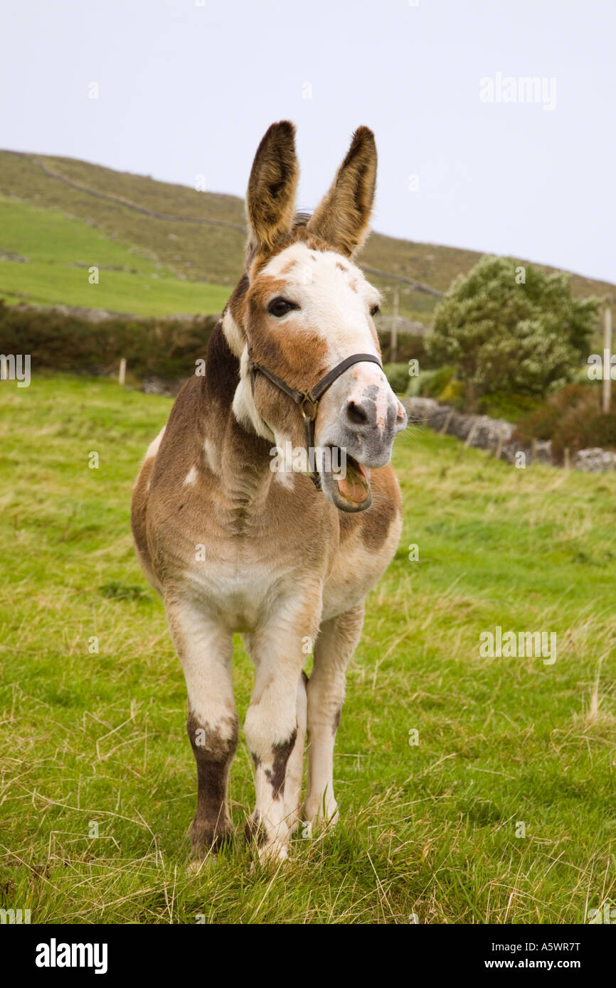 Front view of brown and white neighing Donkey stood in field Stock ...