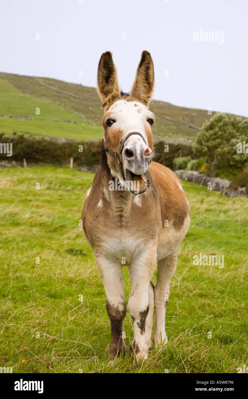 Front view of brown and white neighing Donkey stood in field Ears up ...